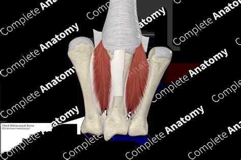 Third Metacarpal Bone Complete Anatomy