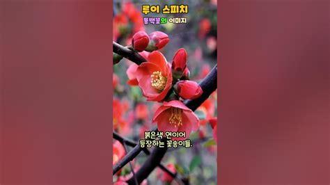 동백꽃의 이미지성장조언위로격려긍정공감매직명언인생삶꿈새벽솔직작가지망생휴식인생칭찬추억여유용기소통자존감힐링직장인띵언동기부여