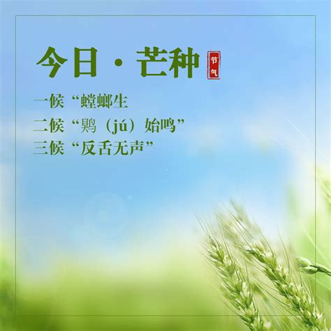 芒种节气祝福麦穗方形海报 图片模板素材 稿定设计