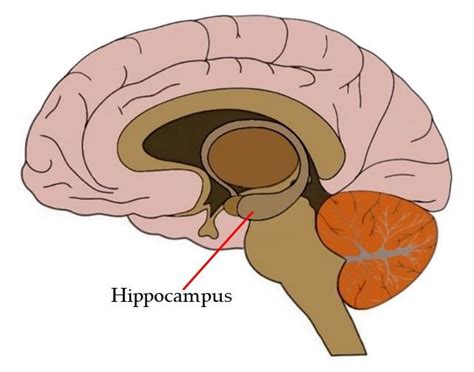 Human Brain Diagram Hippo Campus