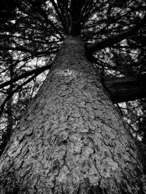 Tree Large Branches Extending Outward Stock Photos Free Royalty Free Stock Photos From