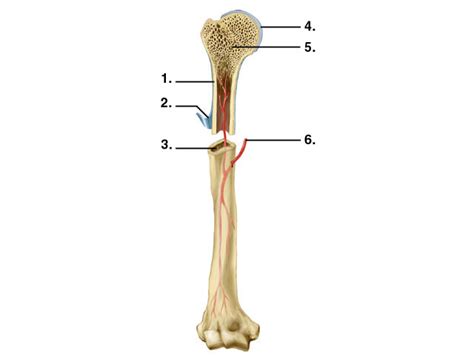 Bone Labeling Diagram Quizlet Bone Labeling Diagram Quizlet