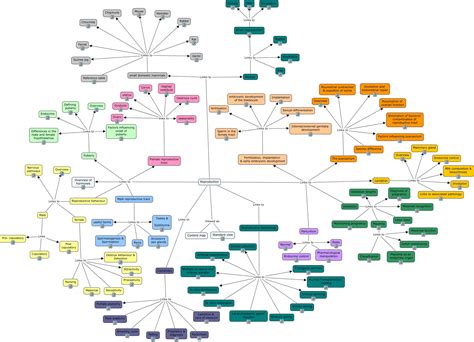 Neet Biology Human Male Reproductive System Concept Map