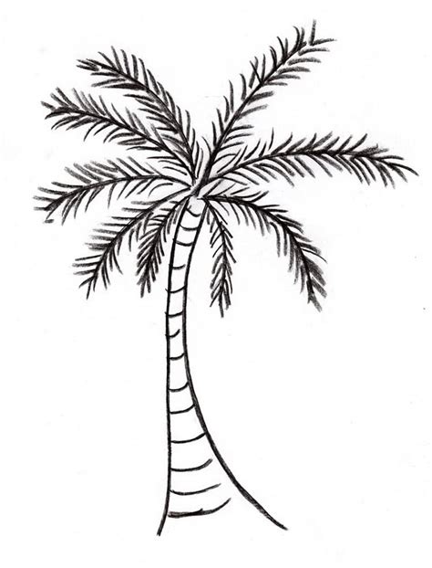 Palm Tree Trunk Drawing