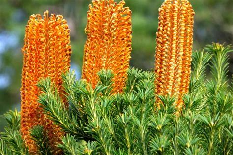 5 Geranium Varieties To Grow In Australia Ultimate Backyard