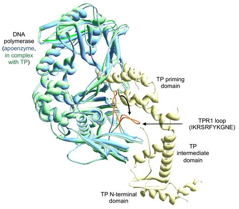 Dna Polymerase 1 Structure