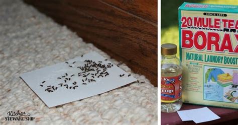 How To Make Homemade Non Toxic Ant Poison