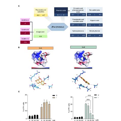 Urolithin B Alters The Size And Structure Of Iapp Aggregates In Cell Download Scientific