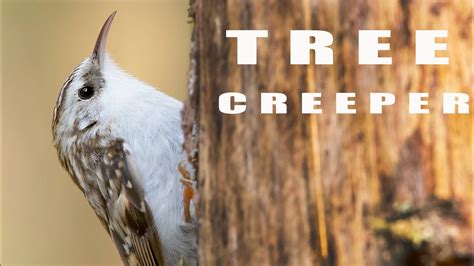 Common Treecreeper Birds During Breeding Season YouTube