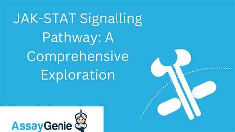 Jak Stat Signaling Pathway A Comprehensive Exploration Assay Genie