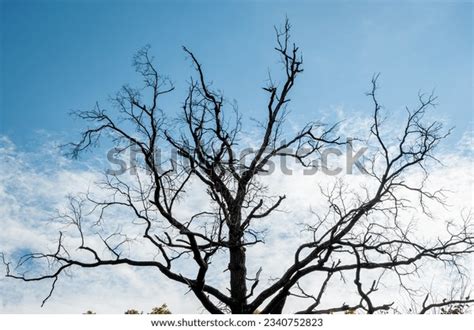Naked Tree Winter Nature Fall Season Stock Photo 2340752823 Shutterstock