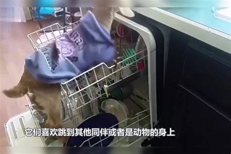 玩跷跷板的山羊看不上另一只，直接将同伴挤下去，下一秒憋住别笑 山羊 同伴 跷跷板