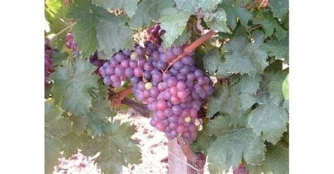 Vitis Vinifera Sunred Seedless Sunred Seedless Fehér Csemegeszőlő