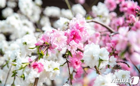 풍경 증평 하양 분홍 빨강 삼색도화 만개