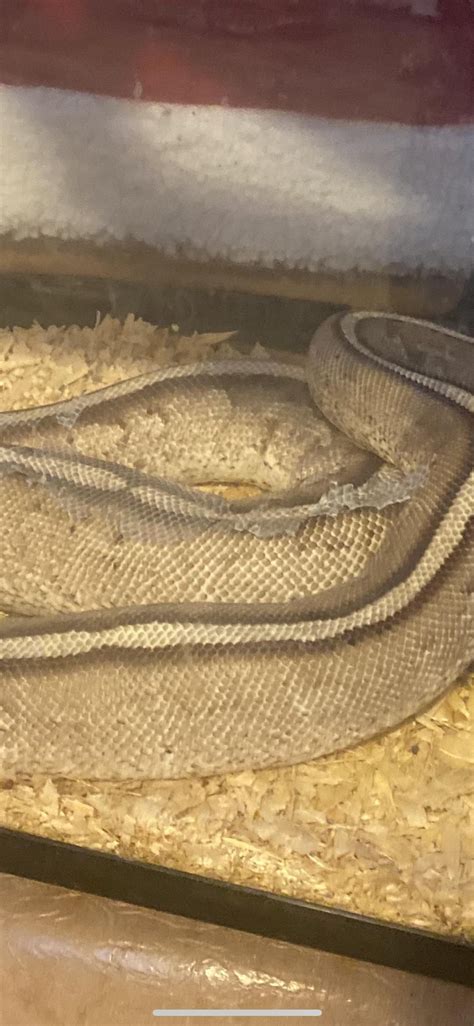 Python Identification Rsnakes