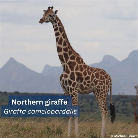 Iucn There Are Currently 46 Areas In 14 Countries On The Iucn Green List Of Protected And