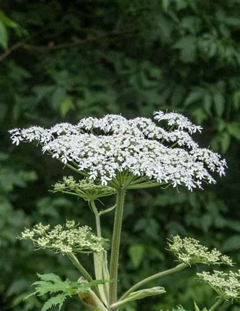 Cow Parsnip Identification Edible Parts And Cooking