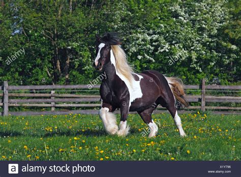 Tinker Pferde Stockfotos Und Bilder Kaufen Alamy