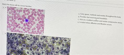[answered] Match The Tissue With Its Correct Function A Carry Gases Kunduz