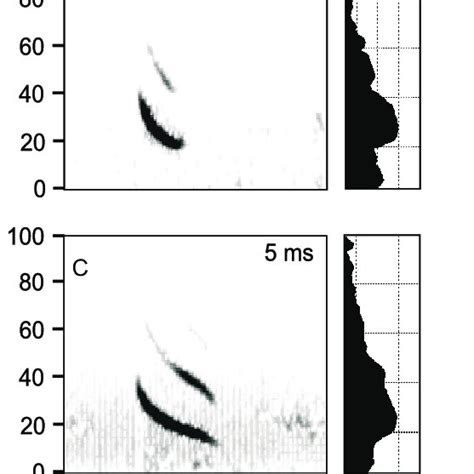 Schematic Diagram Of The Structure Of An Echolocation Signal Of P