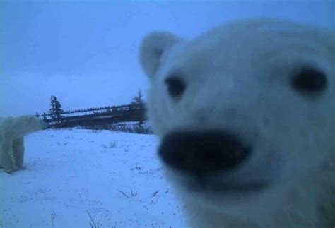 Live Polar Wunk Reaction Rwunkus
