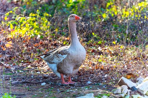 American Buff Goose Breed Info Care And Egg And Meat Tips Hobby Farms