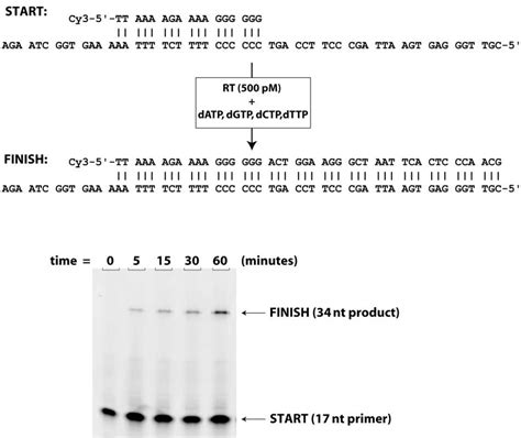 Primer Extension Capture At Melissa Trexler Blog