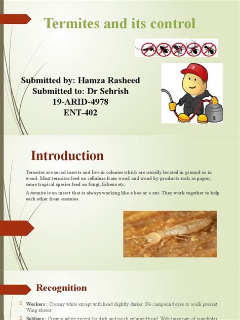 Termites Pdf Wood Insects