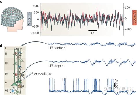 Eeg 和 Lfp 相互关系的动态展示 知乎