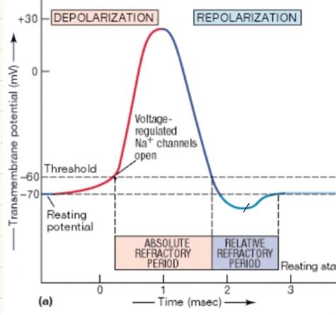 Flashcard Action Potential Quizlet