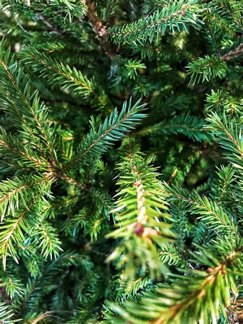 Ёлочка Новый год