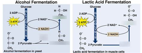 Fermentation Diagram Quizlet