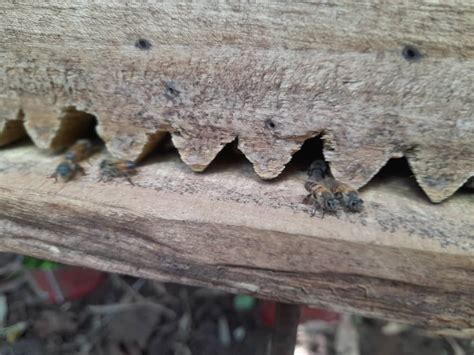 Bee Object Detection Dataset V1 2022 04 30 7 42pm By Legon