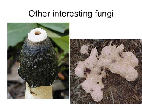 Fungi What Is That Yellow Blob I Introduction