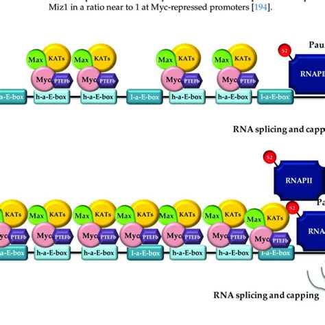 Myc Regulation Of Gene Transcription In Healthy And Cancer Cells