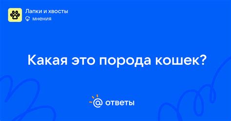 Какая это порода кошек Ggwa Ответы Mail