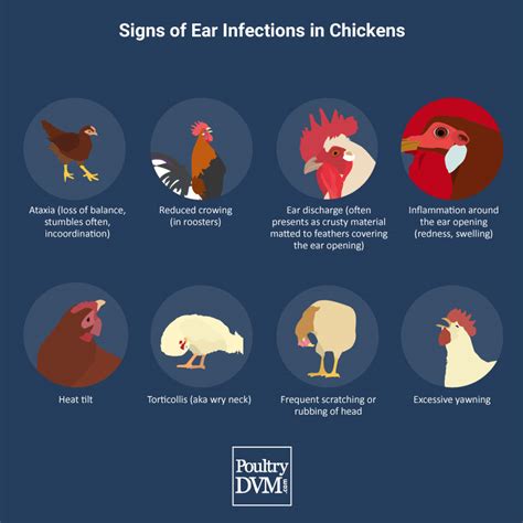 Signs Of Ear Infections In Chickens Infographic