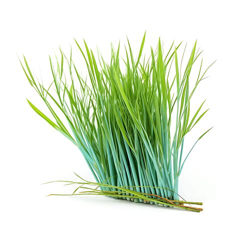 Premium Ai Image Shelter Switchgrass Bluegreen A Mini Bouquet High Biomass Y Isolated On White