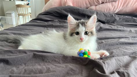 노르웨이숲 고양이 분양받았어요 ️ 성격좋고 애교많은 고양이품종 추천 개냥이 Youtube