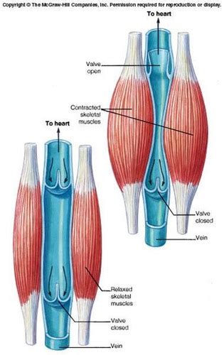 OCR A Level PE Cardiovascular System Flashcards Quizlet