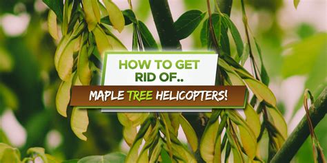 How To Get Rid Of Maple Tree Helicopters 3 Tips Grow Your Yard