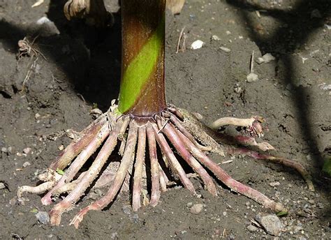 What Is The Difference Between Taproot And Adventitious Root Pediaa Com