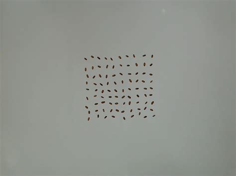 How To Produce Custom Drawing Outputs Using Analyze Particle