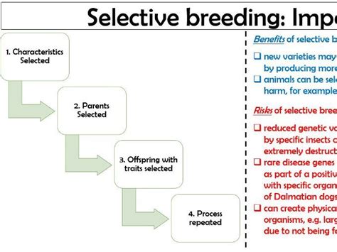 selective breeding gcse edexcel