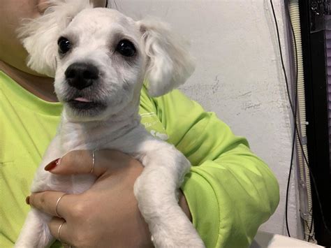 비숑프리제 뭉치 강아지 책임분양 ♥ 아이조아 유기방지입양 파양 강아지보호소 고양이보호소 무료분양센터