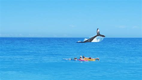 Whales Have Viral Music Too Goodness Exchange