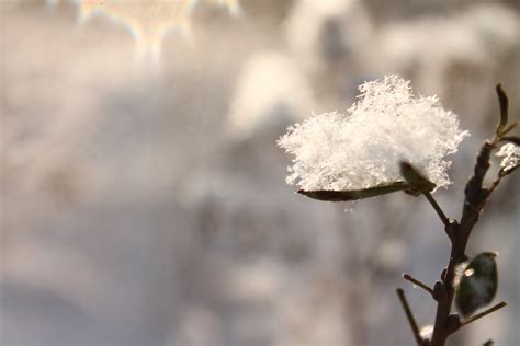 무료 이미지 나무 자연 분기 꽃 눈 겨울 식물 햇빛 잎 서리 봄 날씨 플로라 시즌 작은 가지 닫다 동결 매크로 사진 4272x2848