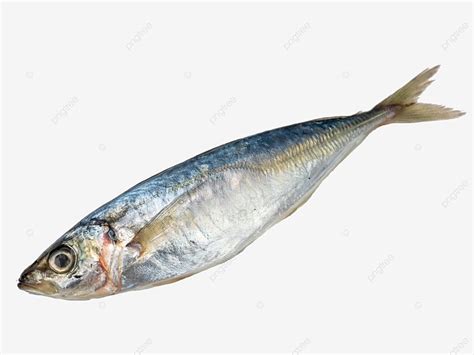 해산물 요리 스페인 고등어 음식 해물 삼치 Png 일러스트 및 이미지 에 대한 무료 다운로드 Pngtree