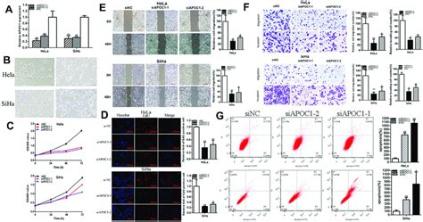 Knockdown Of Apoc1 Suppressed Cervical Cancer Cells Progression The