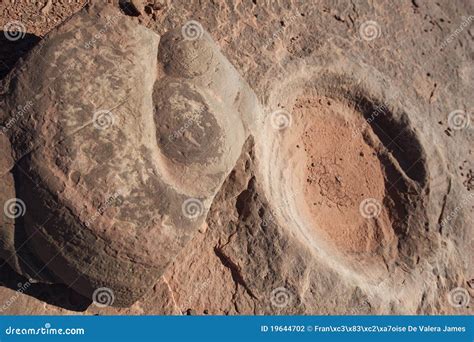Fossilized Dinosaur Footprint Tracks In Bolivia Royalty Free Stock